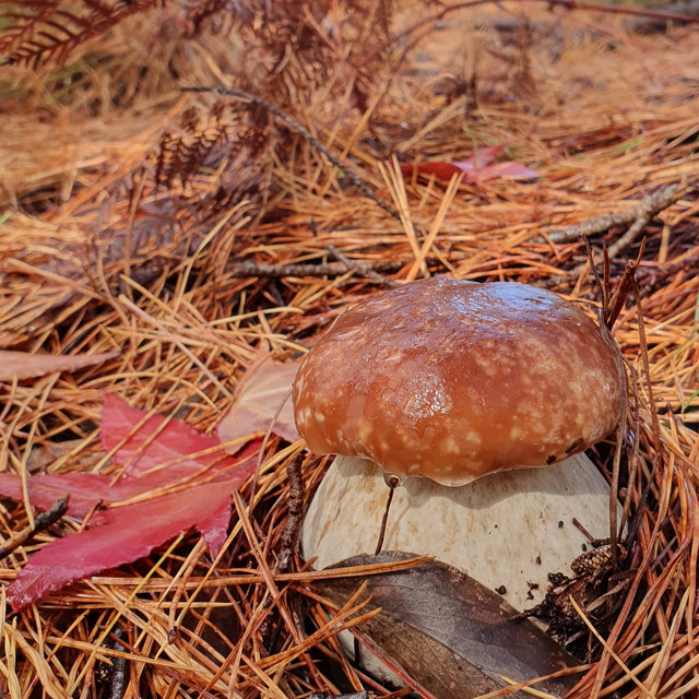 Mother Forager - variety of ceremonial cacao origins