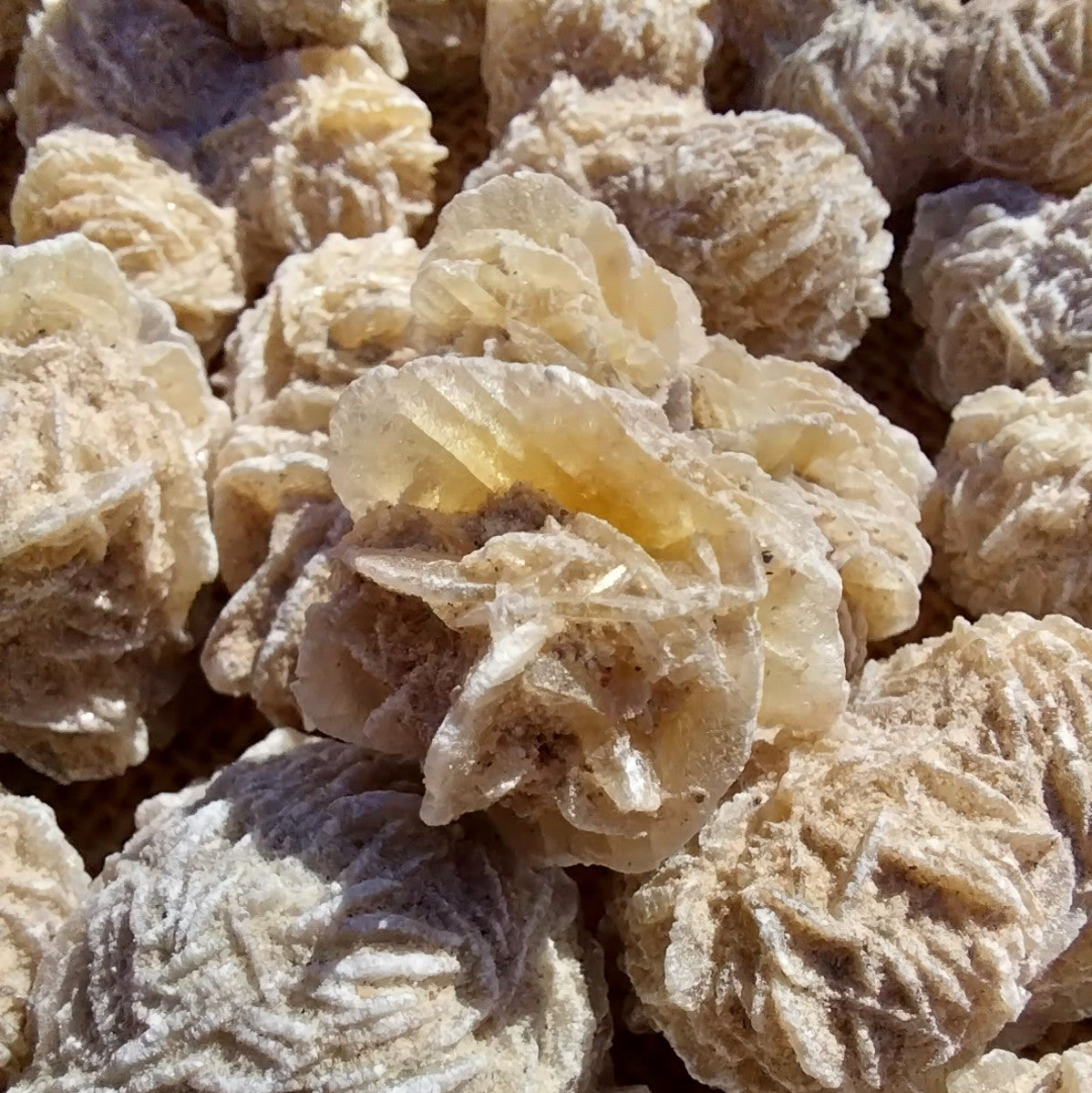 Desert Rose – Mother Forager