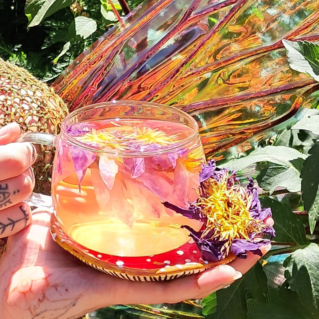 Blue Lotus - Nymphaea caerulea – Mother Forager