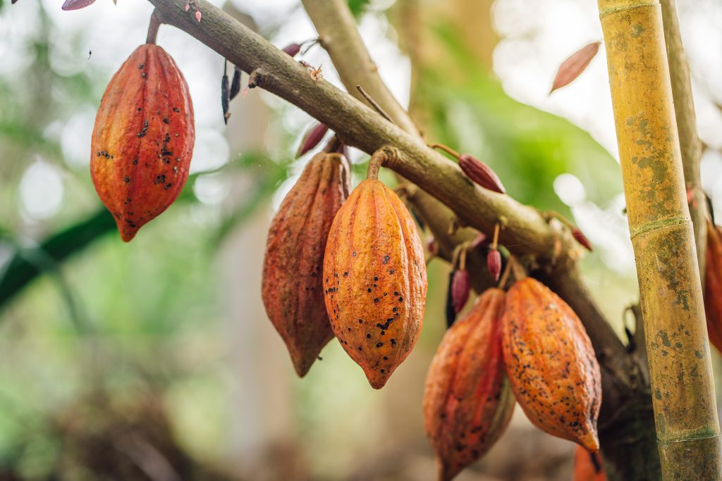 LavaLove Cacao – Mother Forager