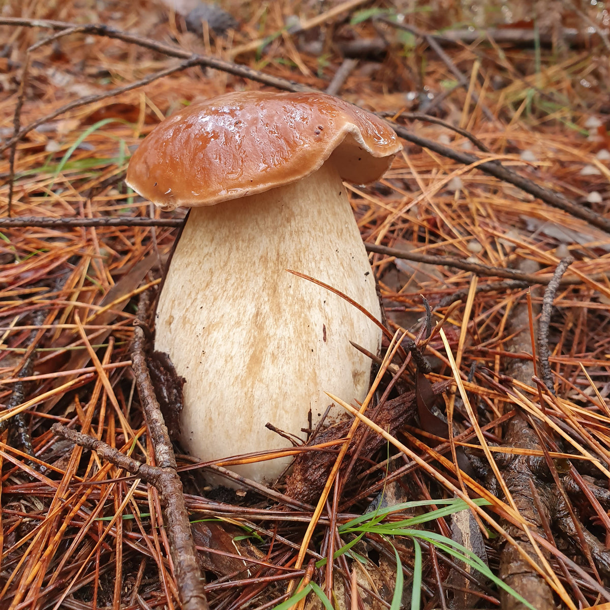 Porcini Salt – Mother Forager